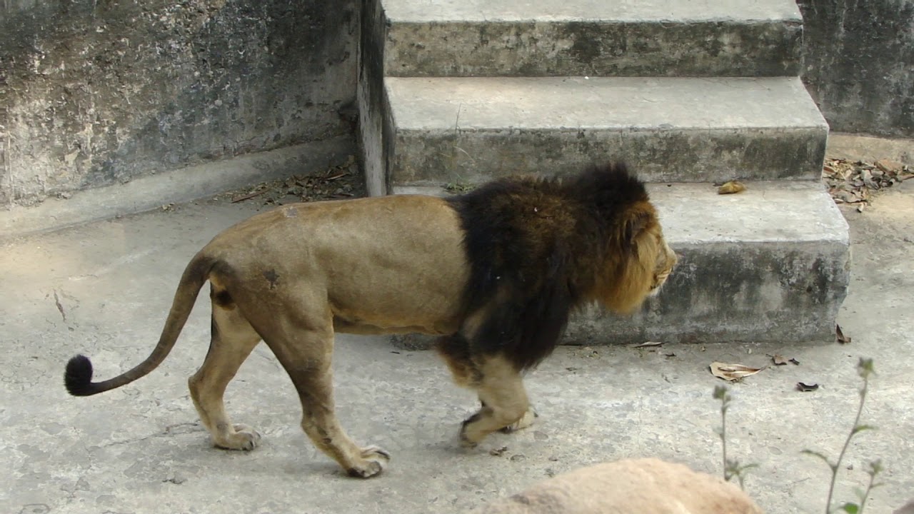 lion peeing - YouTube