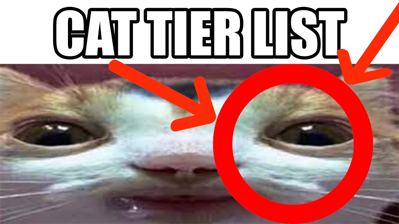 The Ultimate Cat Tier List - YouTube