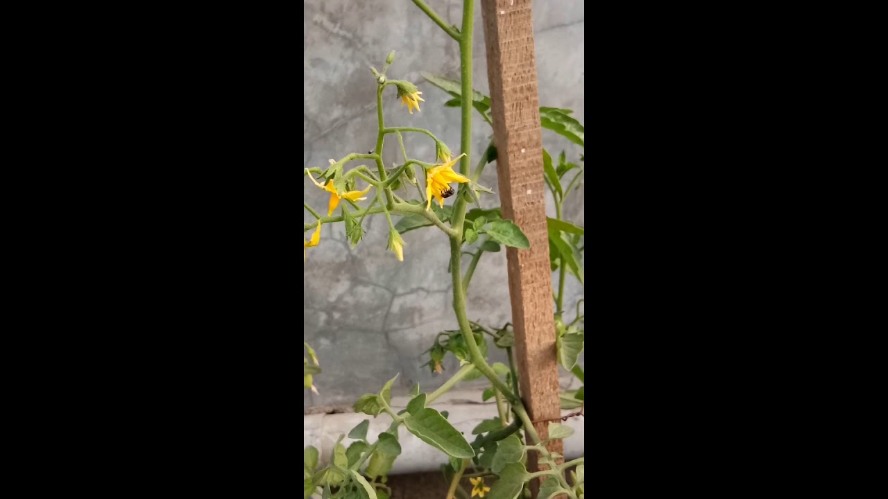 What is Open Pollination? Explaining with Practical Example - YouTube