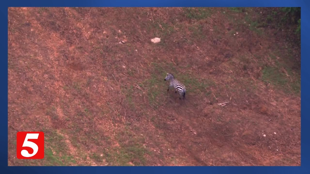 Sky 5 spotted the missing zebra in Rutherford County on Friday - YouTube