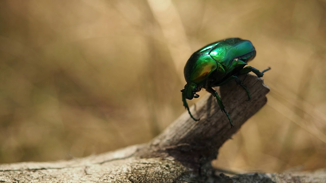 Scarab Beetle Type