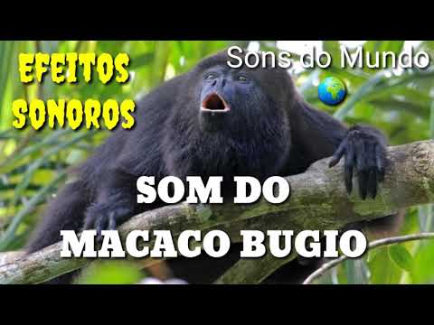 Som do macaco Bugio - Sound of the monkey Bugio - YouTube