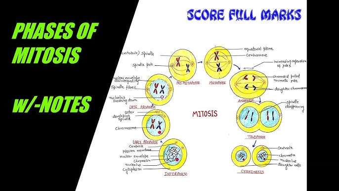 Phases Of Mitosis Plant Cell