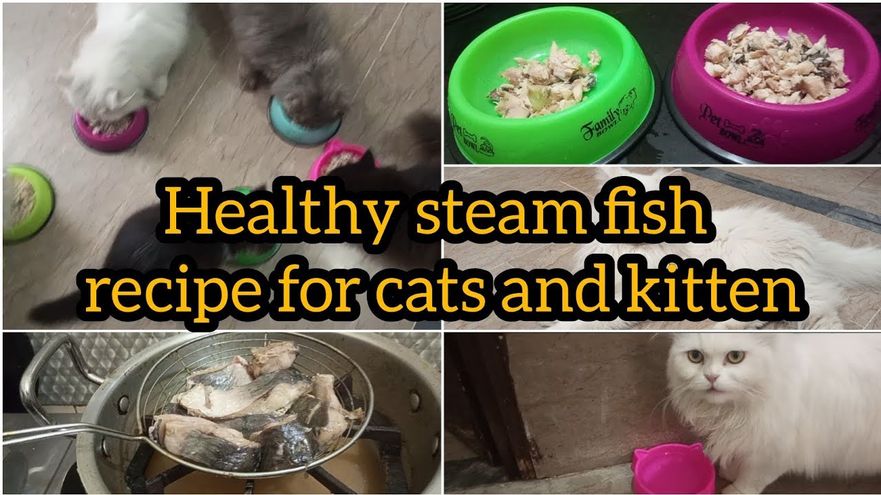 Healthy & Easy steam Fish recipe for cats & kittens || Homemade fish ...