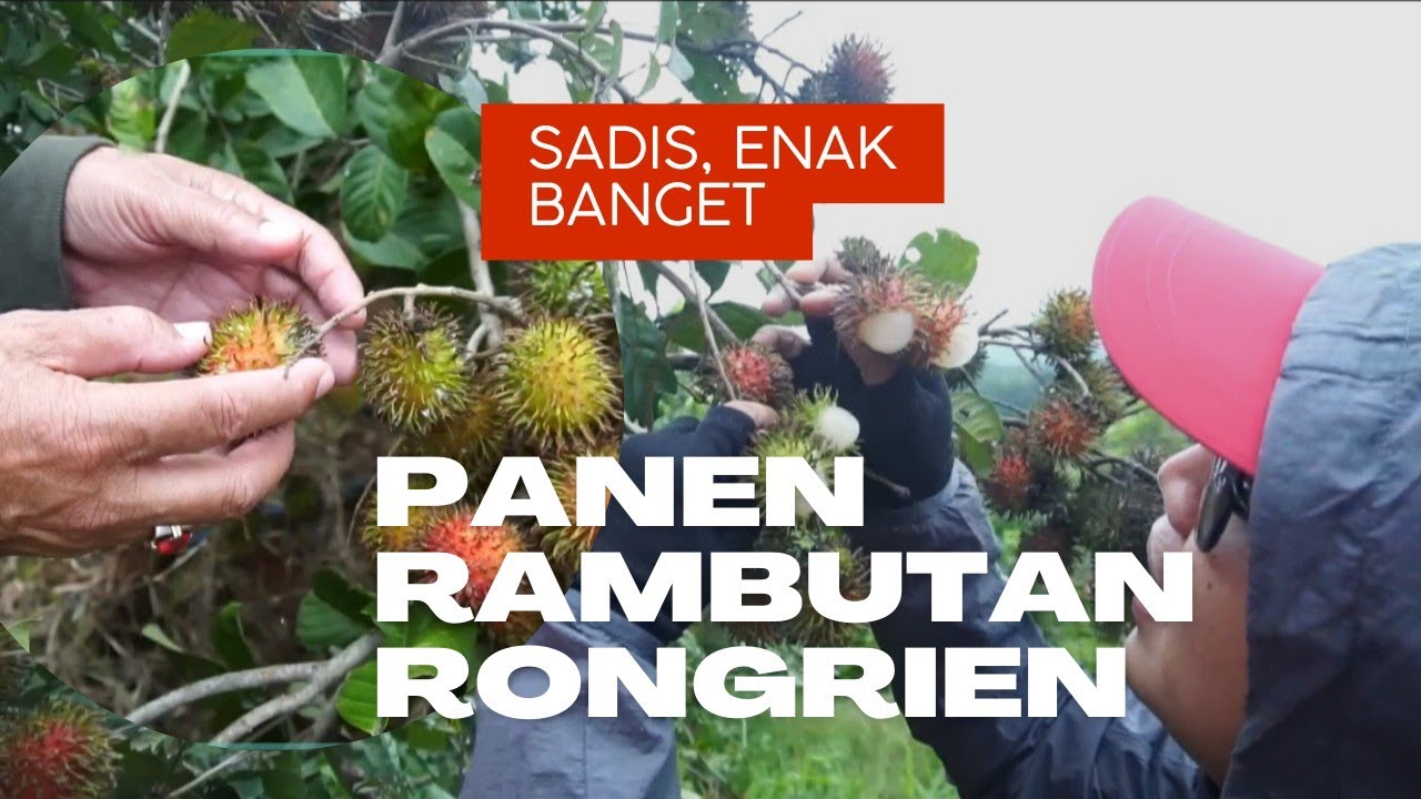 PANEN RAMBUTAN RONGRIEN. PEMESANAN HUBUNGI ; Bella 0819-1058-1337 - YouTube