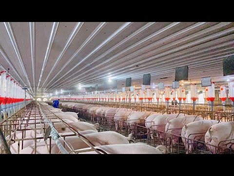 Full video of the pig farming process at a 3,000-head farm.
