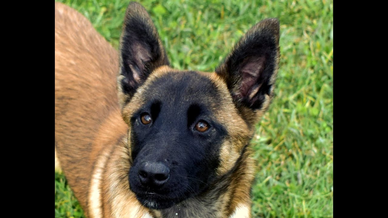 MALINOIS PUPPY BEST WORKING LINES CONTES D HOFFMAN DOMAIN DE LA JURENCE ...