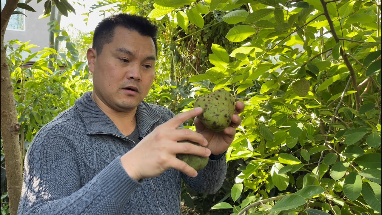 Atemoya Tree