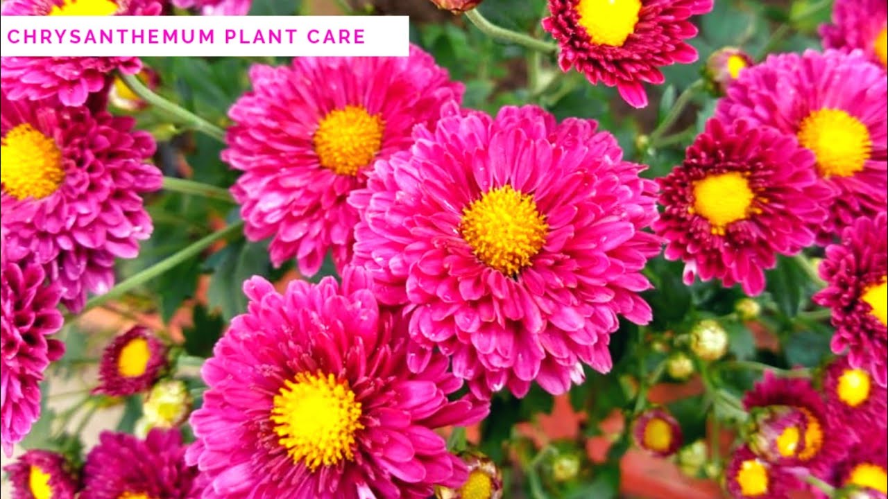 Chrysanthemum plant | Shevanti flower | Guldaudi flower | Shevanti ...