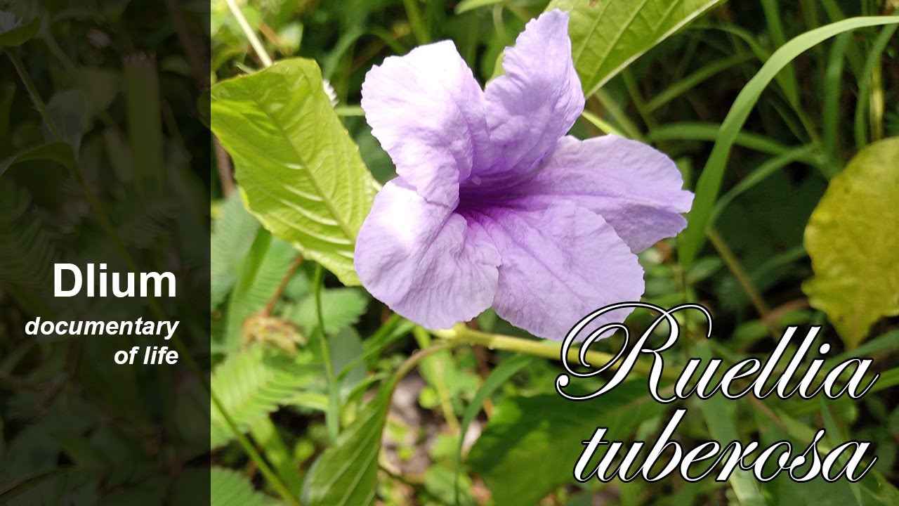Minnieroot (Ruellia tuberosa) - part 2 - YouTube