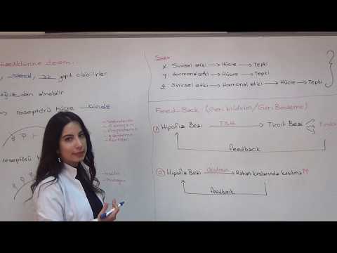 Makbule Hoca- Endokrin Sistem/2