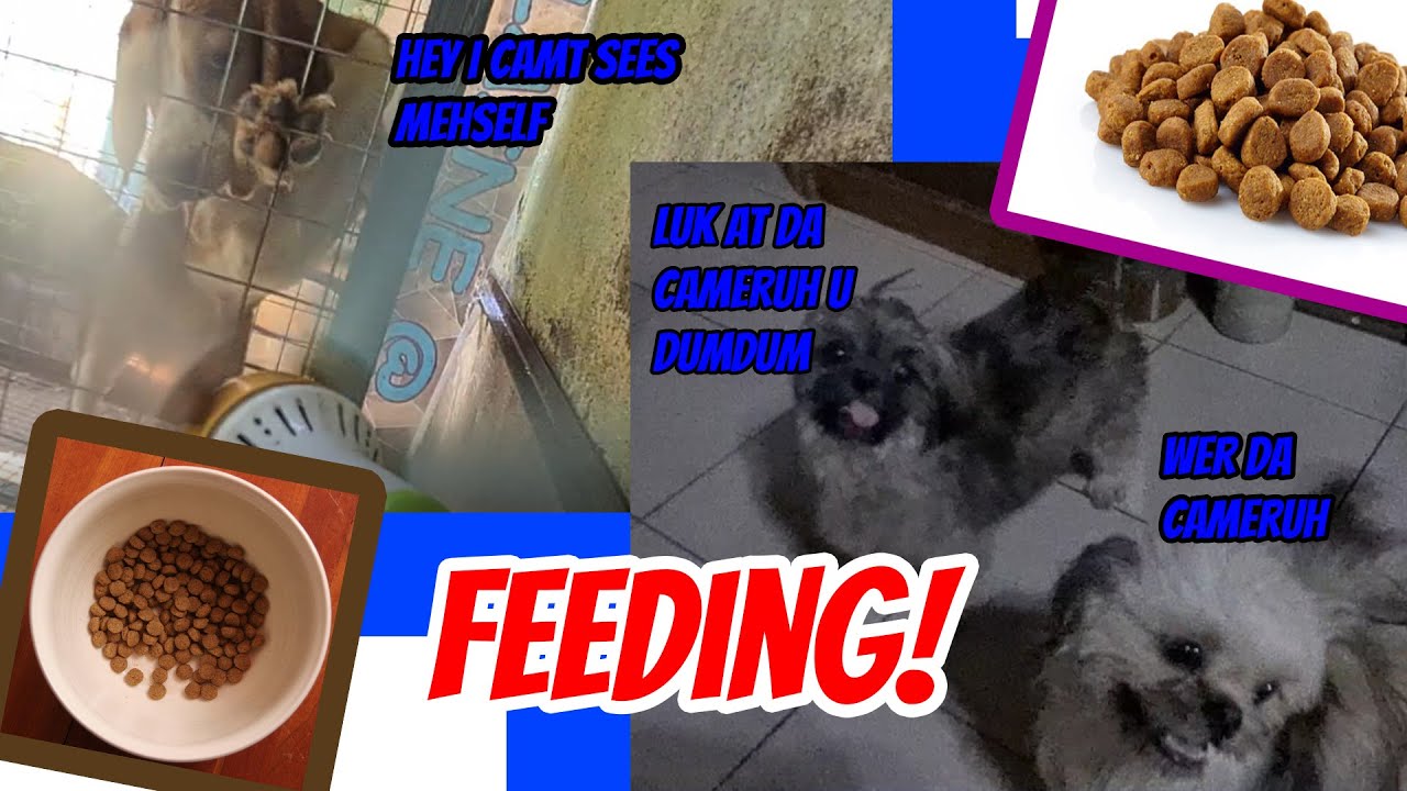 FEEDING//DOG FOOD PREPARATION//SHIH TZU//BEAGLE//ASPIN - YouTube