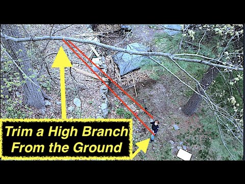 How to trim a high tree branch
