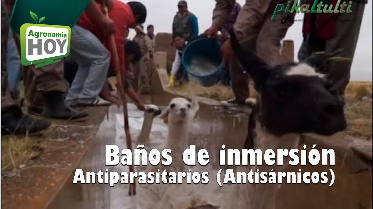 🐪 Baños de Inmersión Antiparasitarios (Antisárnicos) en Ganado Camélido ...