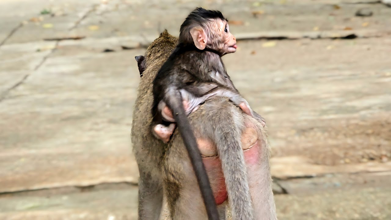 An adorable baby monkey tries to hug its mother on her back - YouTube