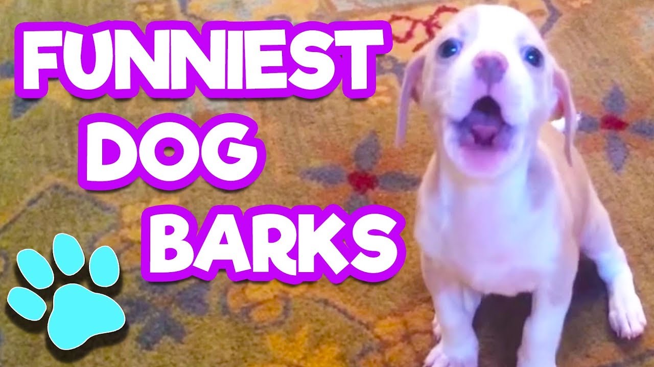 The Funniest Dog Barks You've Ever Heard | Try Not To Laugh | # ...