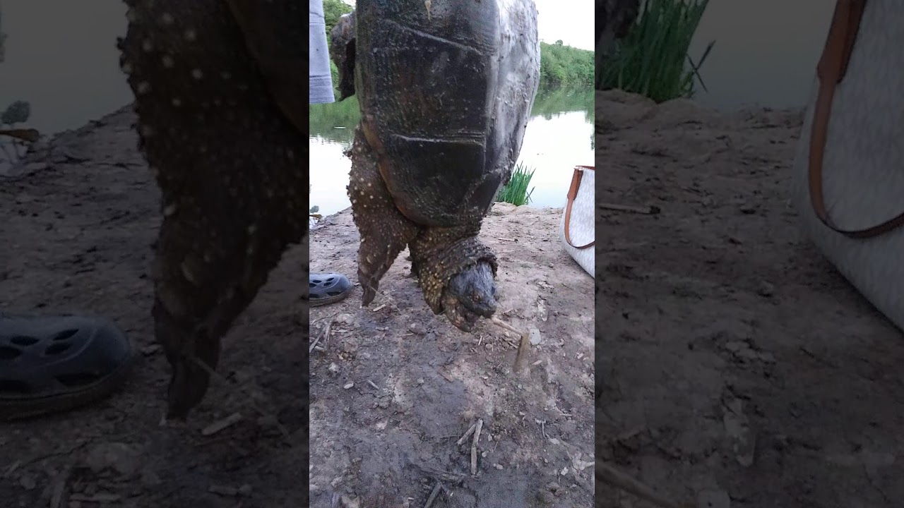 Ohio River Snapping Turtle - YouTube