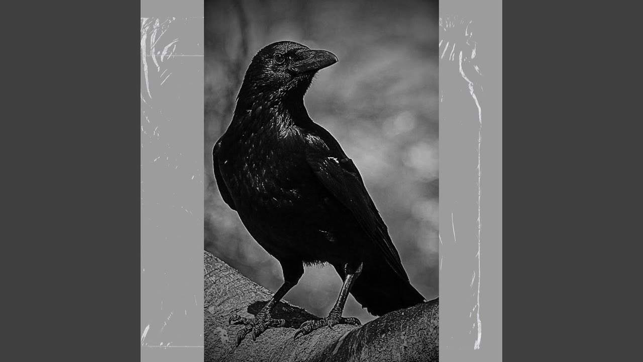 Crow Youtube