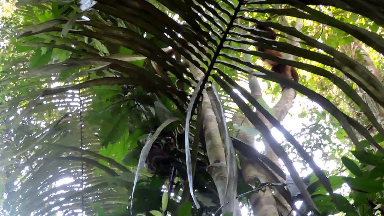 Capital Naturalist: Three-toed Sloth vs Capuchin Monkeys - YouTube