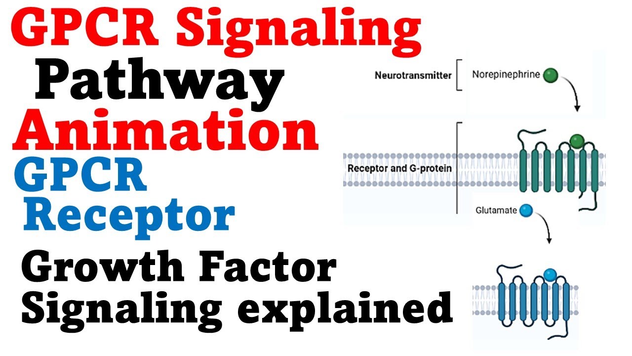 G protein signaling pathway | GPCR cell signaling - YouTube