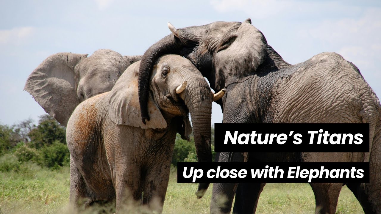 Nature's Titans: Up close with Elephants - YouTube