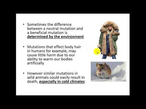Mutations In Animals That Are Beneficial