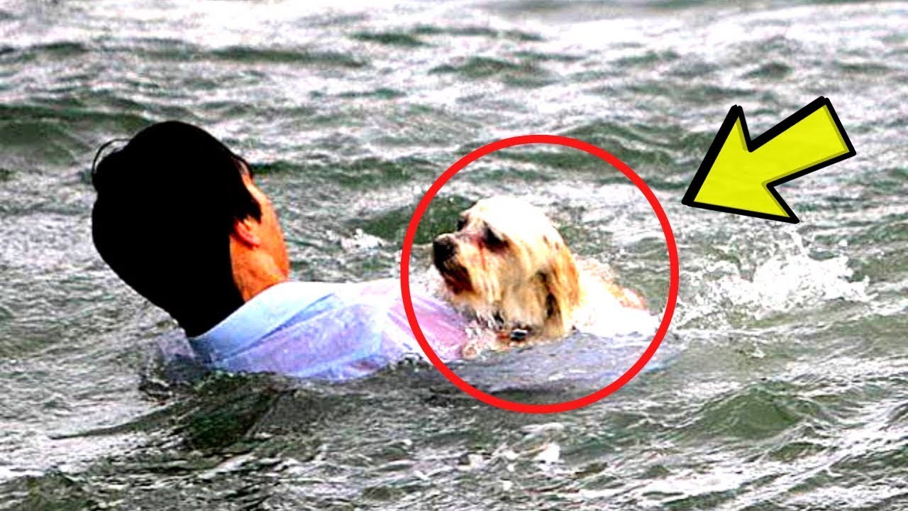 Little Boy Dives into Raging River to Save Drowning Stray Dog - YouTube