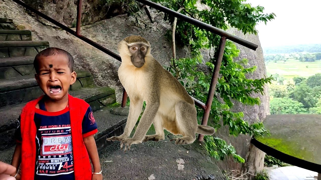 Bandar Wala Video || Maa Yogini Mandir Pahad Tour || New Vloging Video ...
