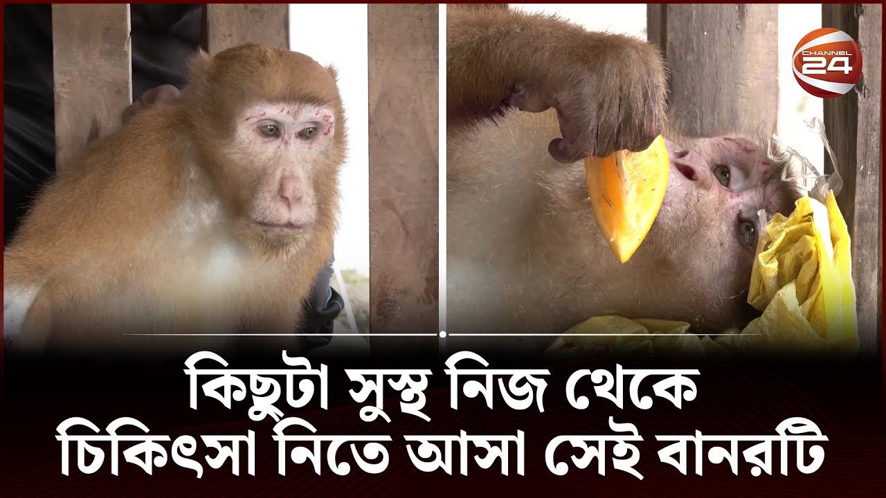 কিছুটা সুস্থ নিজ থেকে চিকিৎসা নিতে আসা সেই বানরটি | Monkey Rescue ...