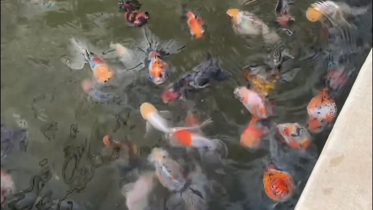 Some of Zhao’s fancy goldfish collection 🥰 - YouTube