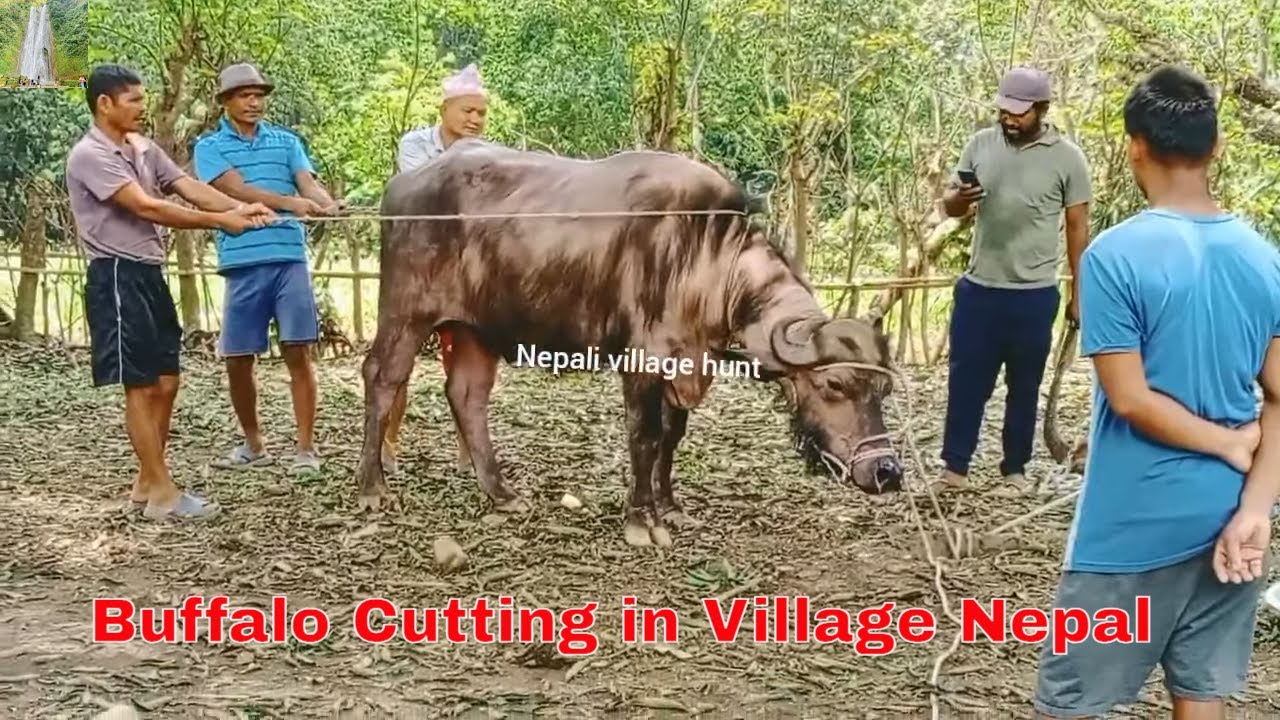 300 KG Buffalo Traditional Way to Cutting in Nepali Village #buff # ...