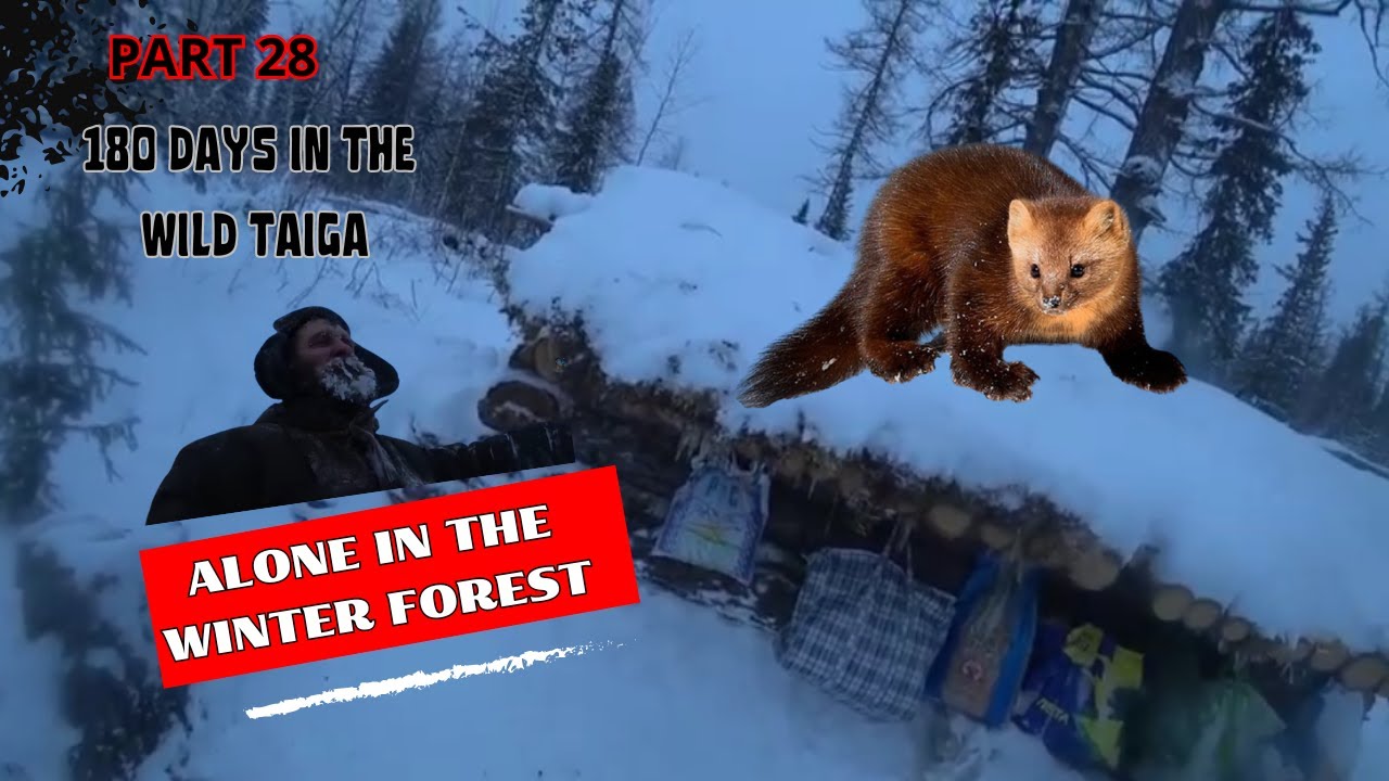 SOLITARY LIFE IN THE WINTER FOREST OF TAIGA SIBERIA - YouTube