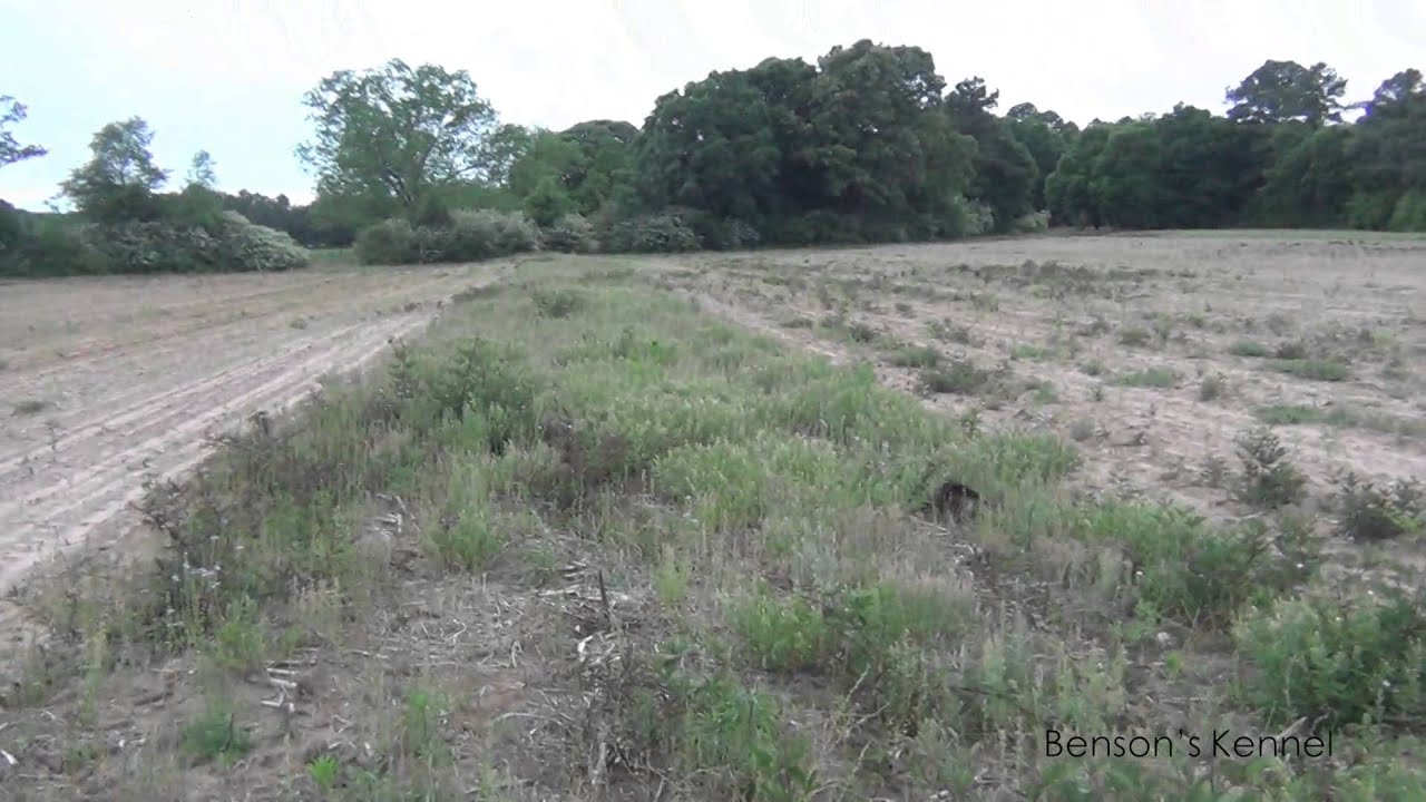 Part 4: 4 Month Old Beagle Pups Trailing & Chasing Rabbit (Benson's ...