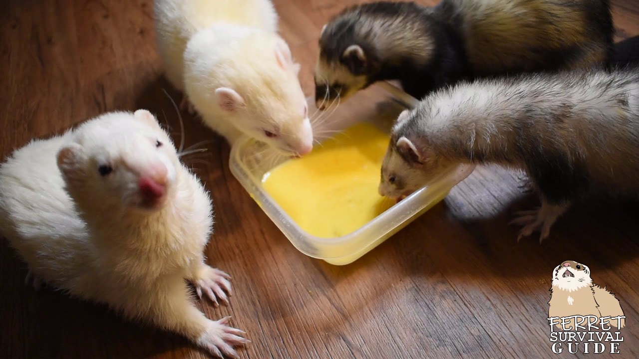 Ferret Care Basics - Eggs - YouTube