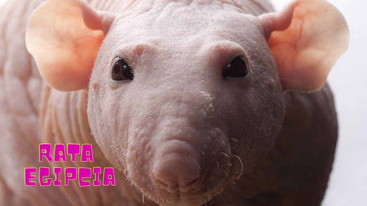 compre una rata egipcia - YouTube