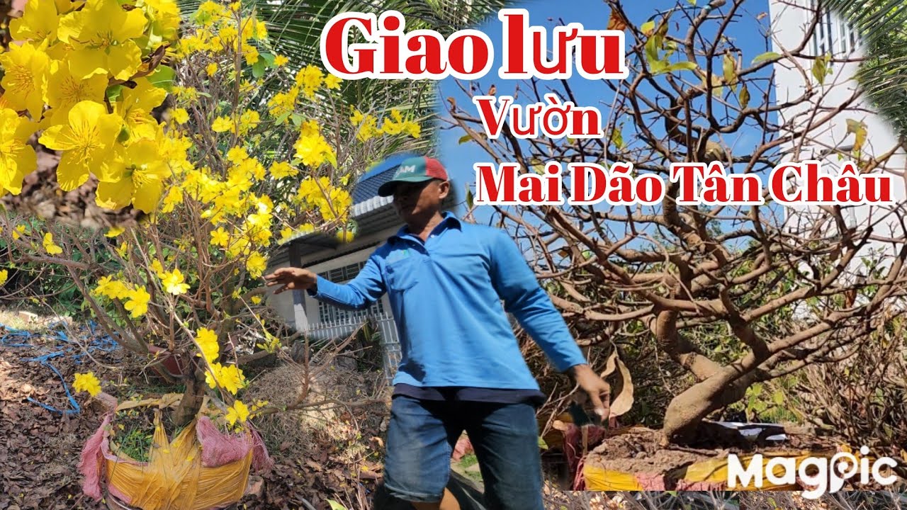 A Tú💥 0393535292💥 Gl Lô mai dão Tân Châu bông đẹp 10 năm tuổi tại Châu ...