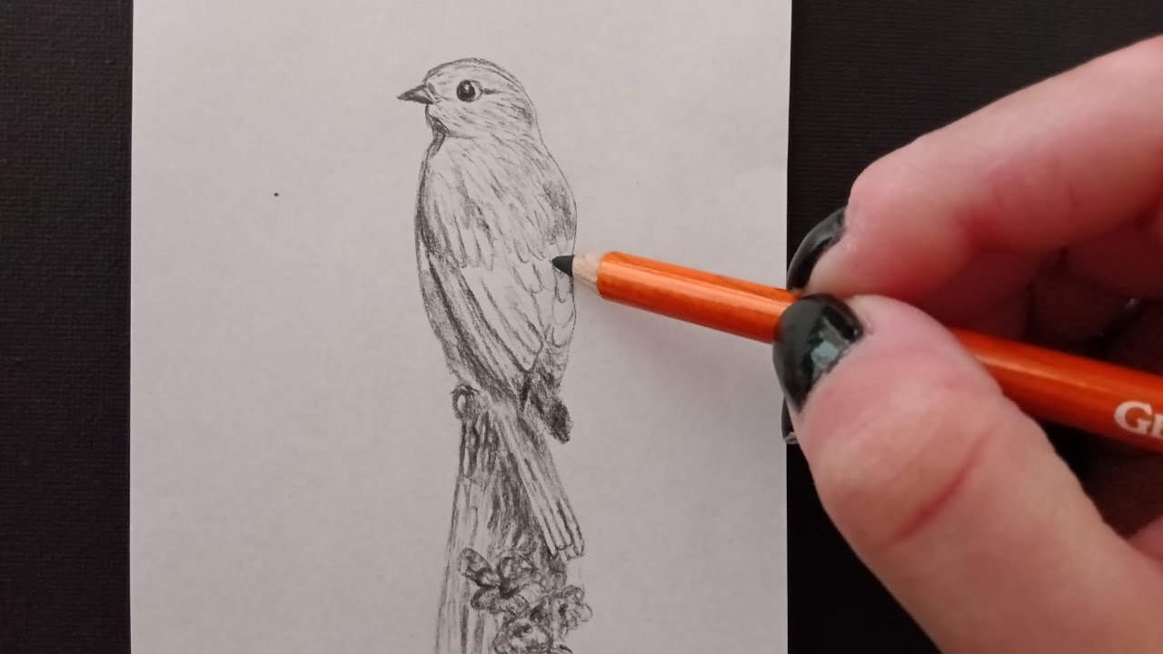 How to Draw a Bird / Step by Step - YouTube