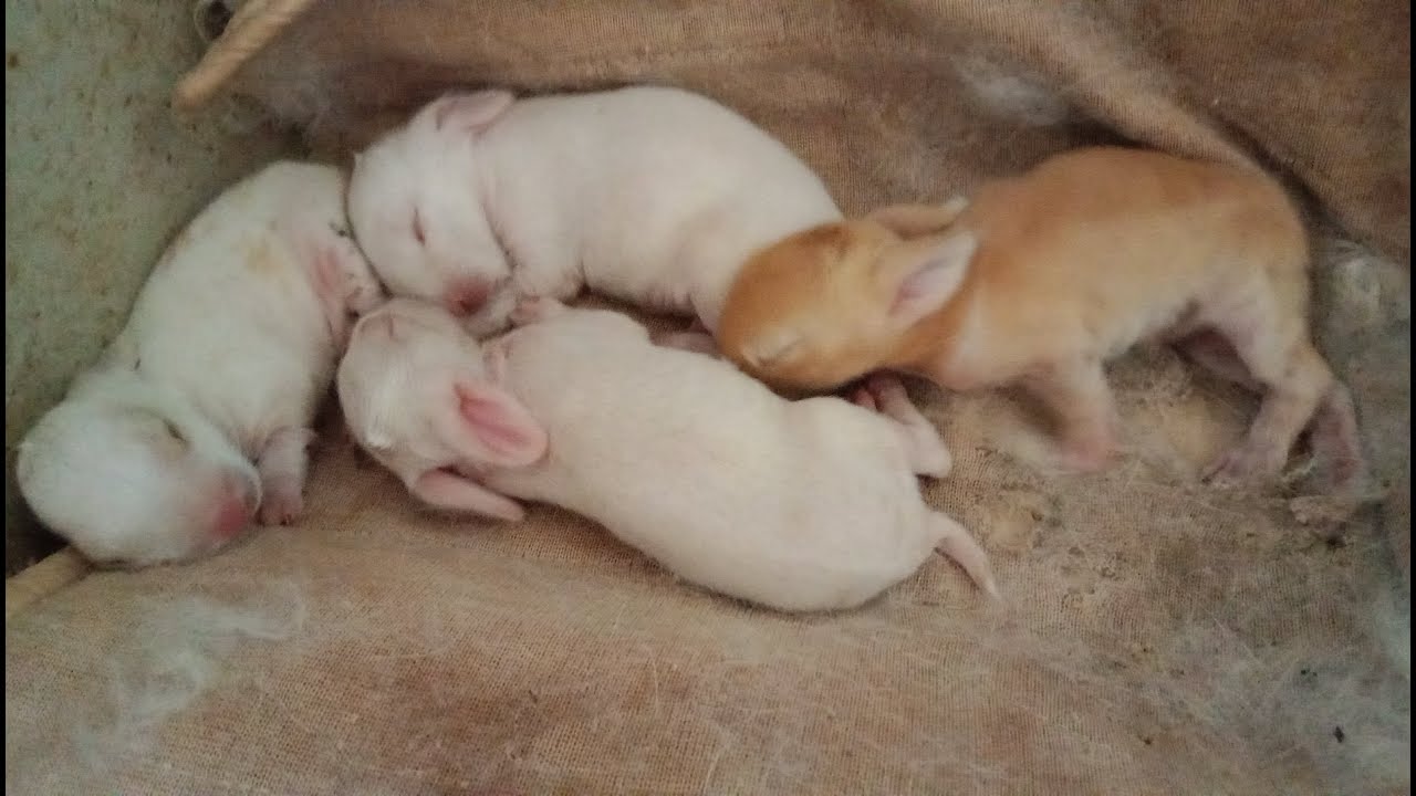 Baby Rabbits @ 6 days old - YouTube