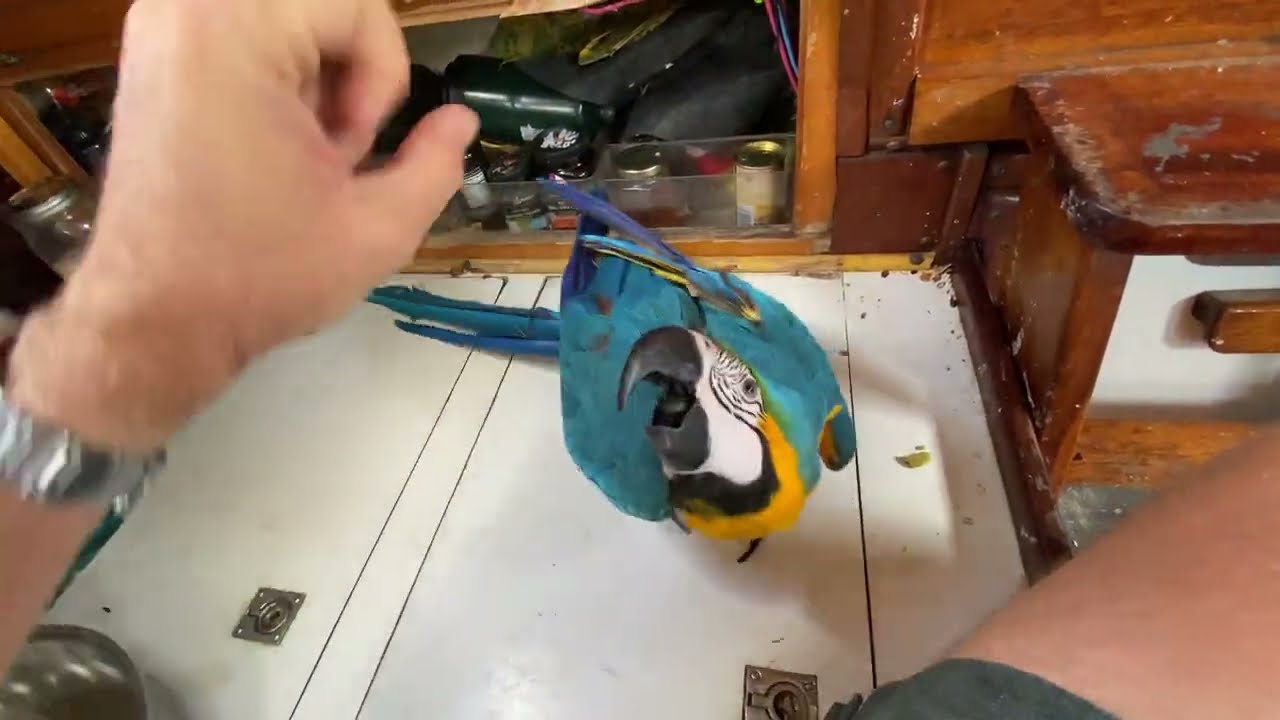 Macaw is going crazy! - YouTube