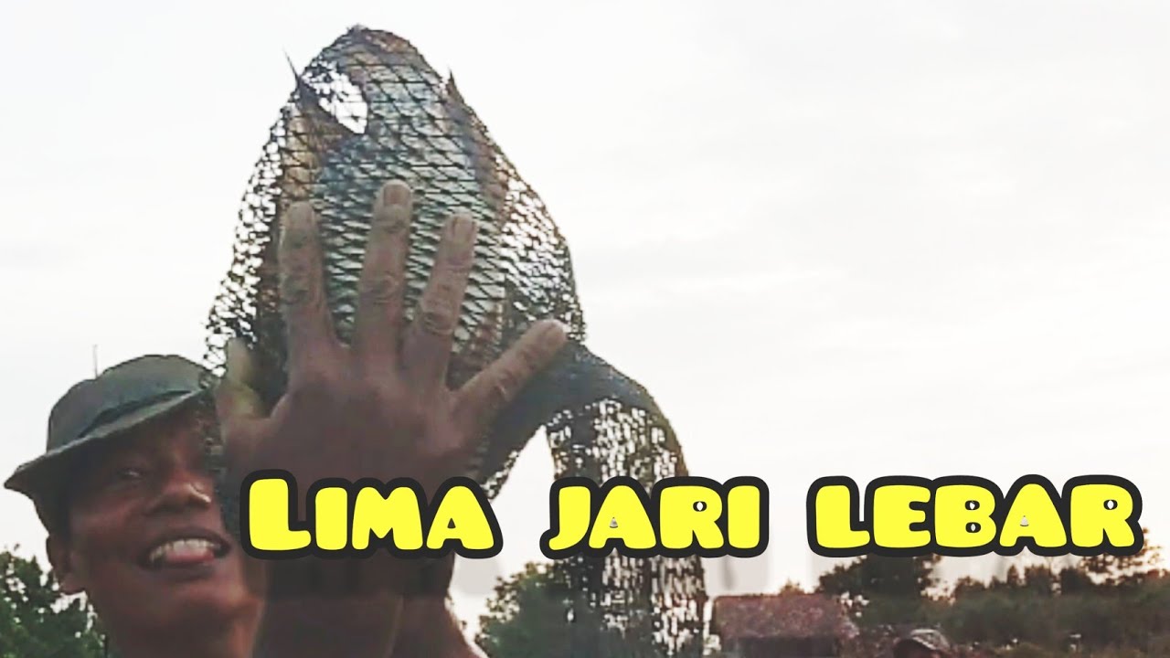 Spot Nila Tumbuhan Plompong - YouTube