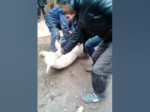 Колене на прасе - YouTube