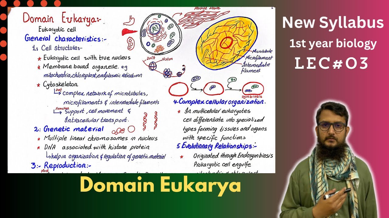 Domain Eukarya | general characteristics of the domain Eukarya - YouTube