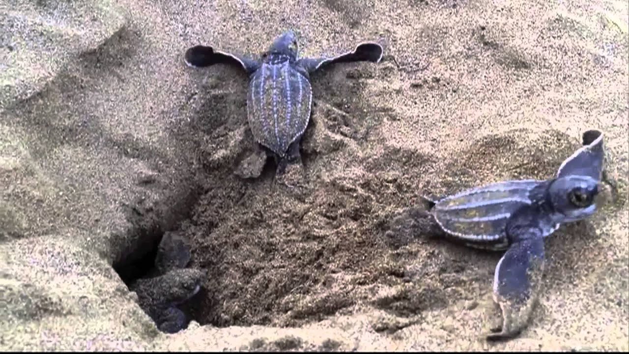 Sistema TV Informa Proyecto Tinglar Dorado - YouTube