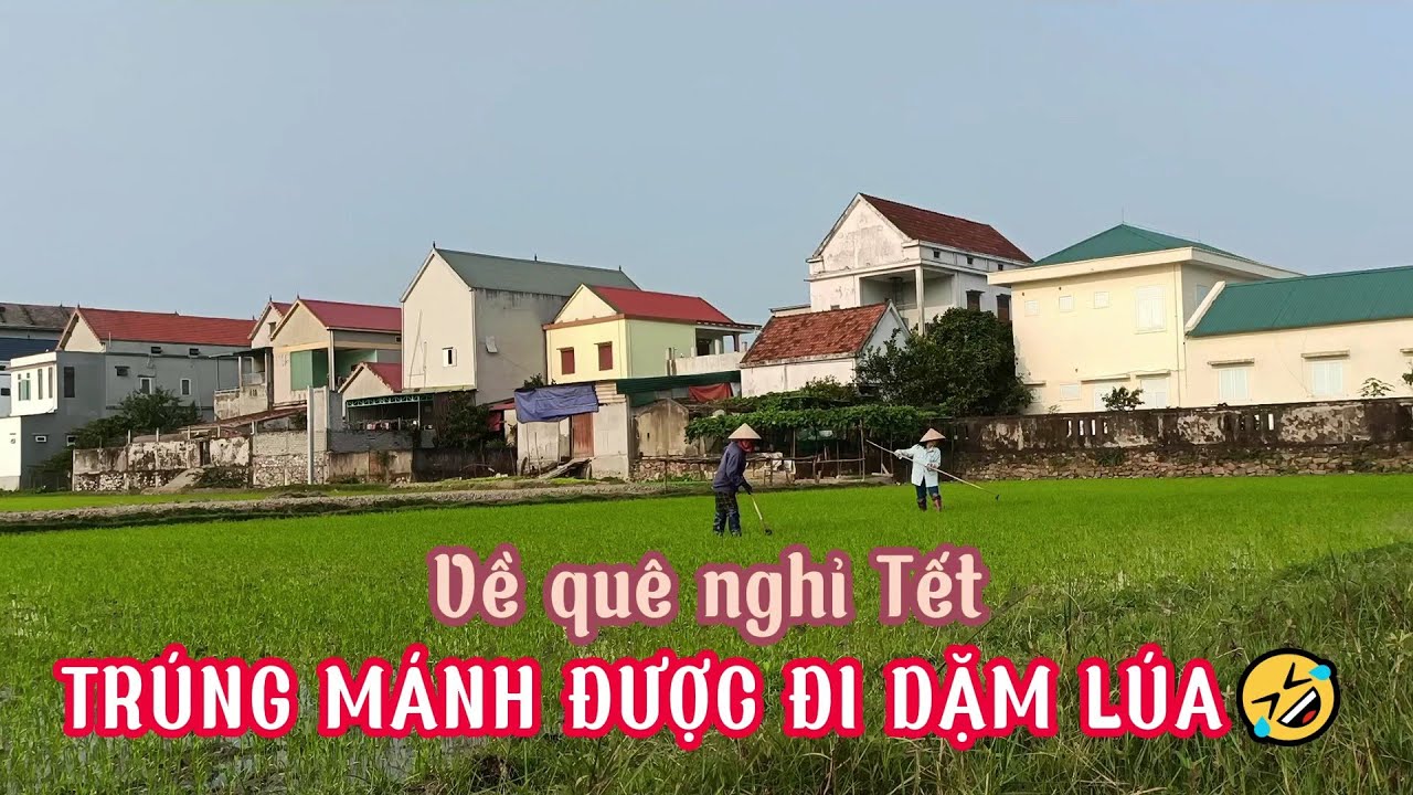Dâu Việt phụ mẹ dặm lúa, lâu lắm rồi mới lại lội ruộng🤭 - YouTube