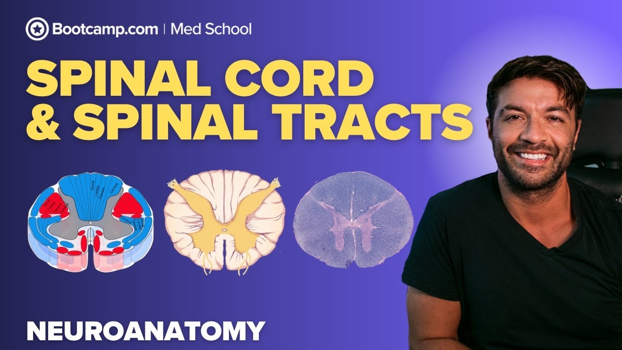 Spinal Cord & Spinal Tracts Overview | Neuro Pathways Explained Step by ...