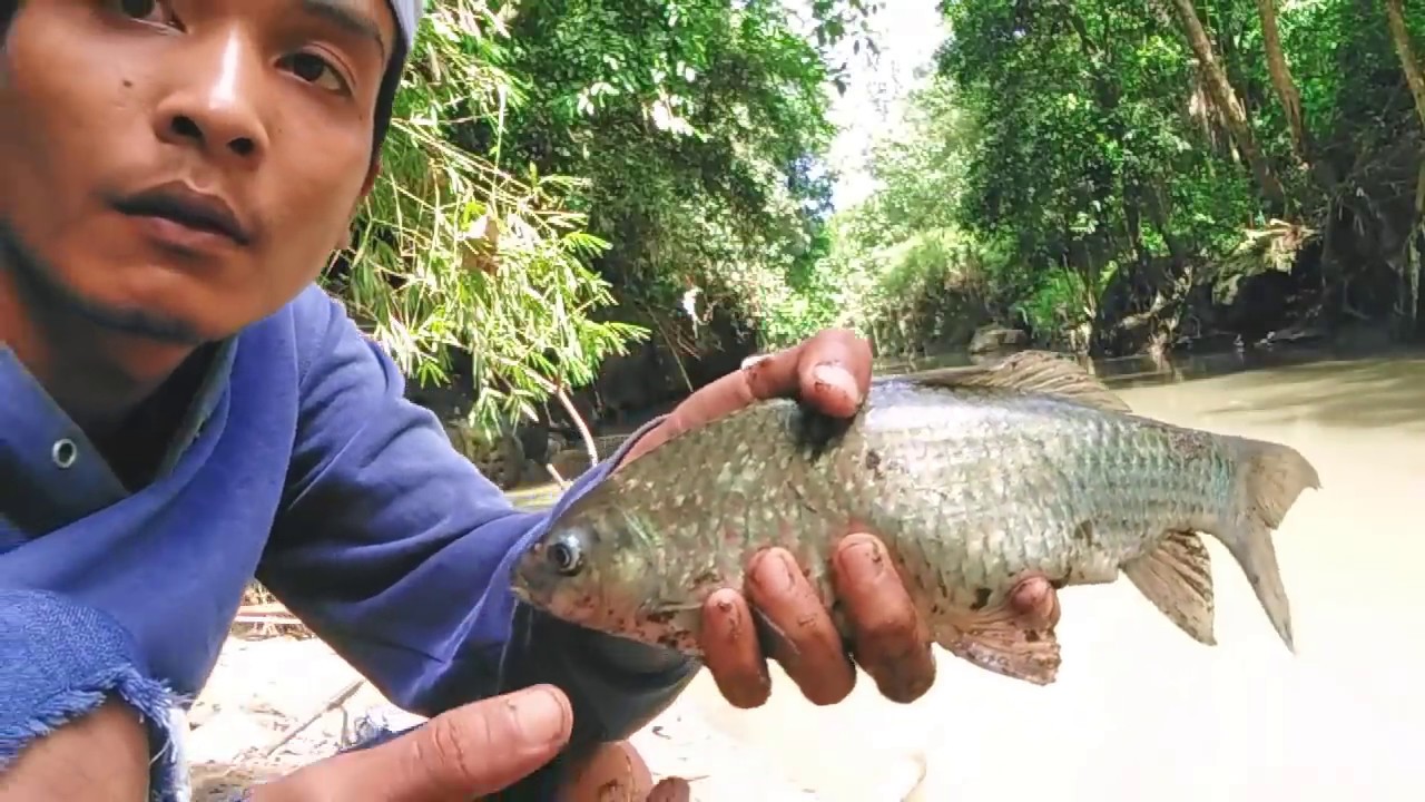 Pancing Di Tarik Ikan Besar - YouTube
