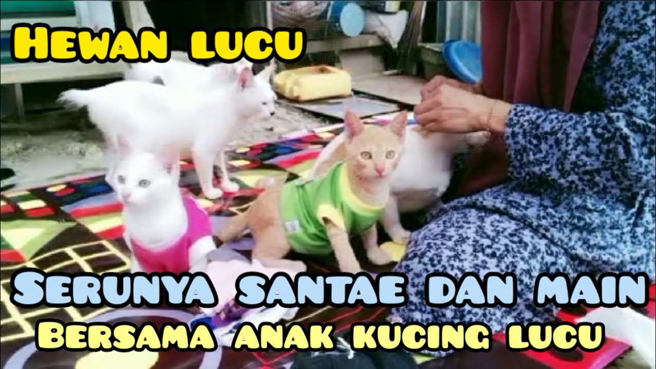Main Bersama Anak kucing lucu - Vidio kucing lucu - YouTube