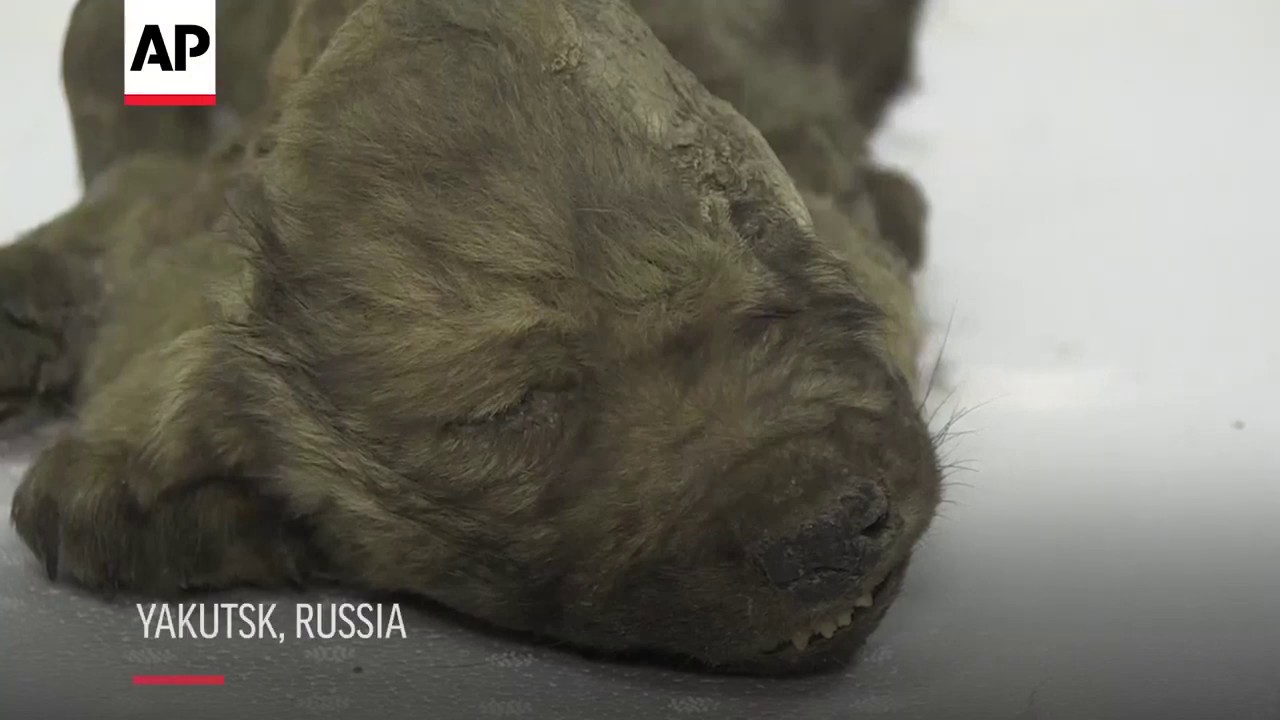 Puppy Found In Permafrost Believed To Be 18,000 Years Old - YouTube