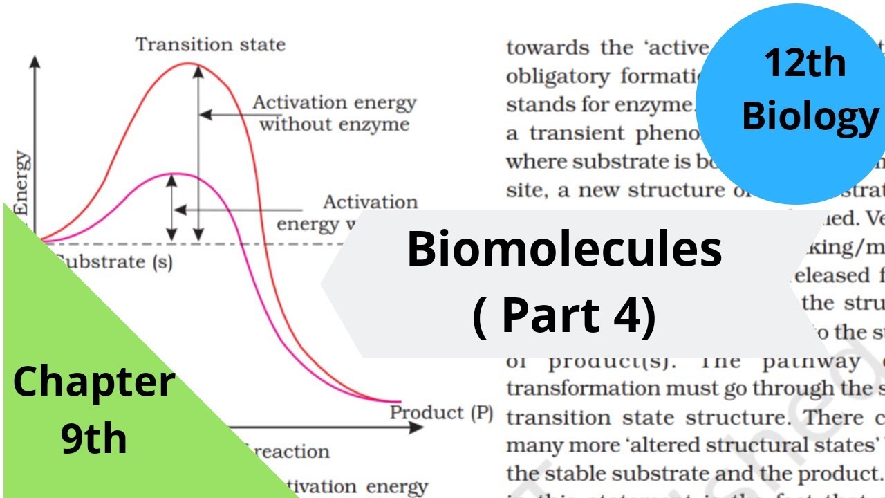 11th Biology NCERT chapter 9 : Biomolecules ( Part 4) - YouTube