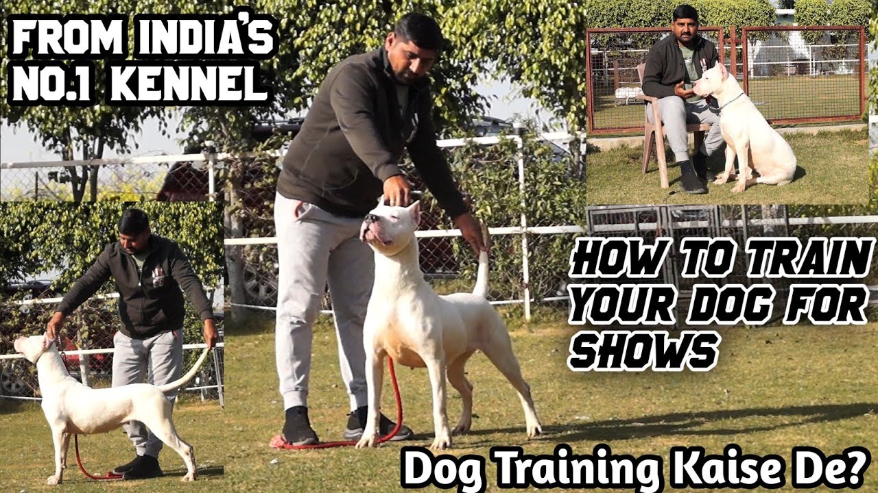 How Do You Train A Dog Show